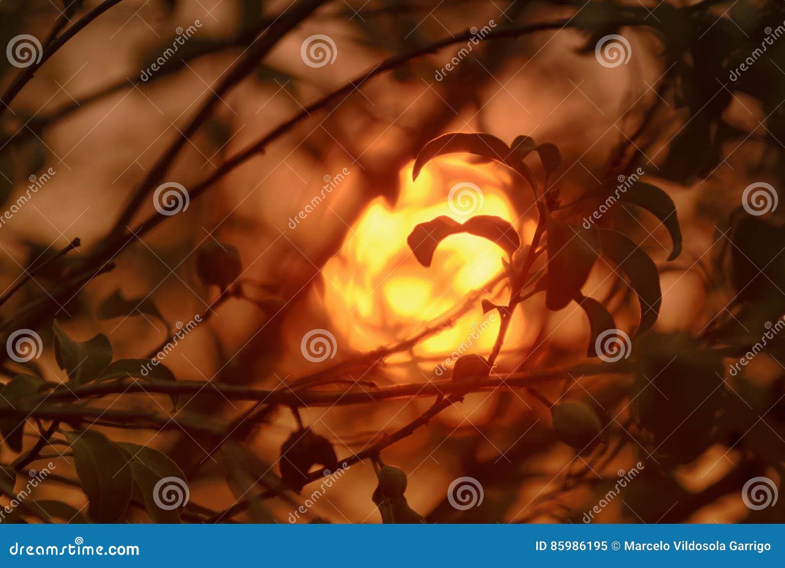 Sun and smoke stock image. Image of branches, light, chile - 85986195