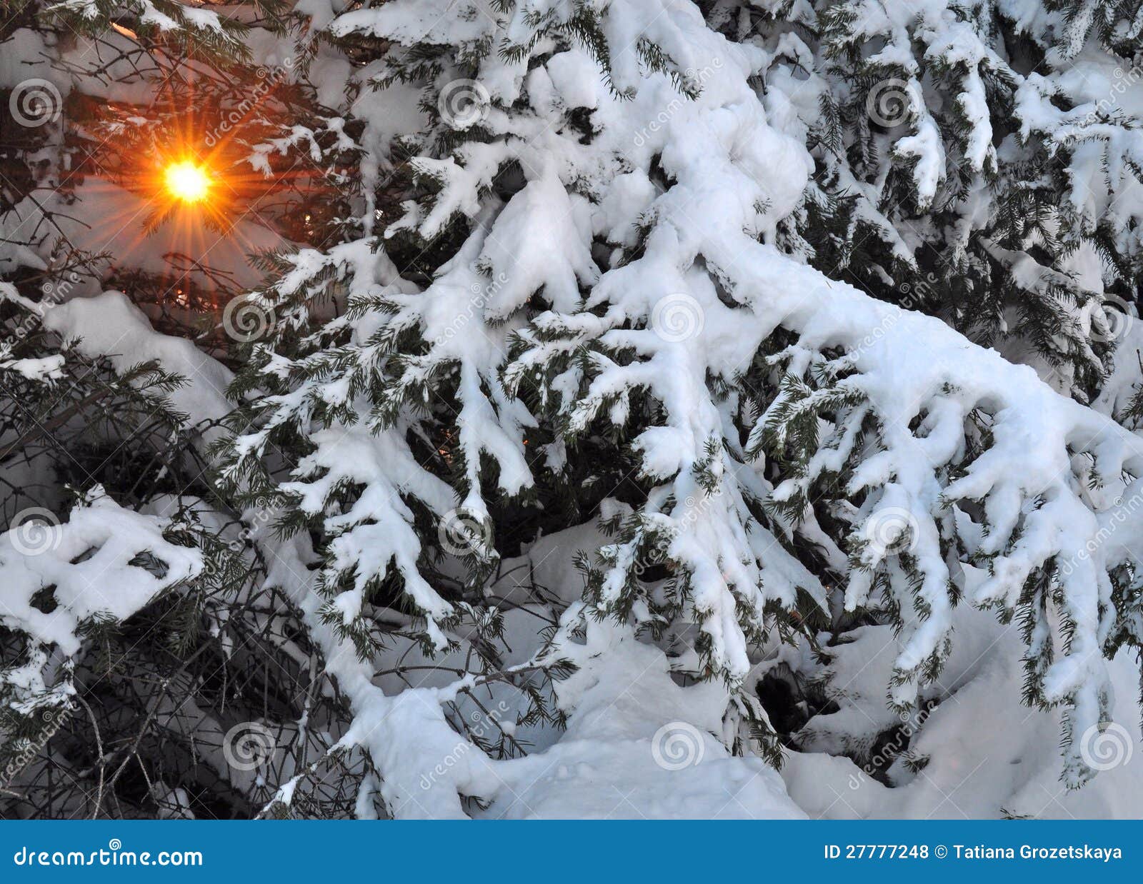 Sun through Snow Branches of Fir Stock Photo - Image of closeup ...