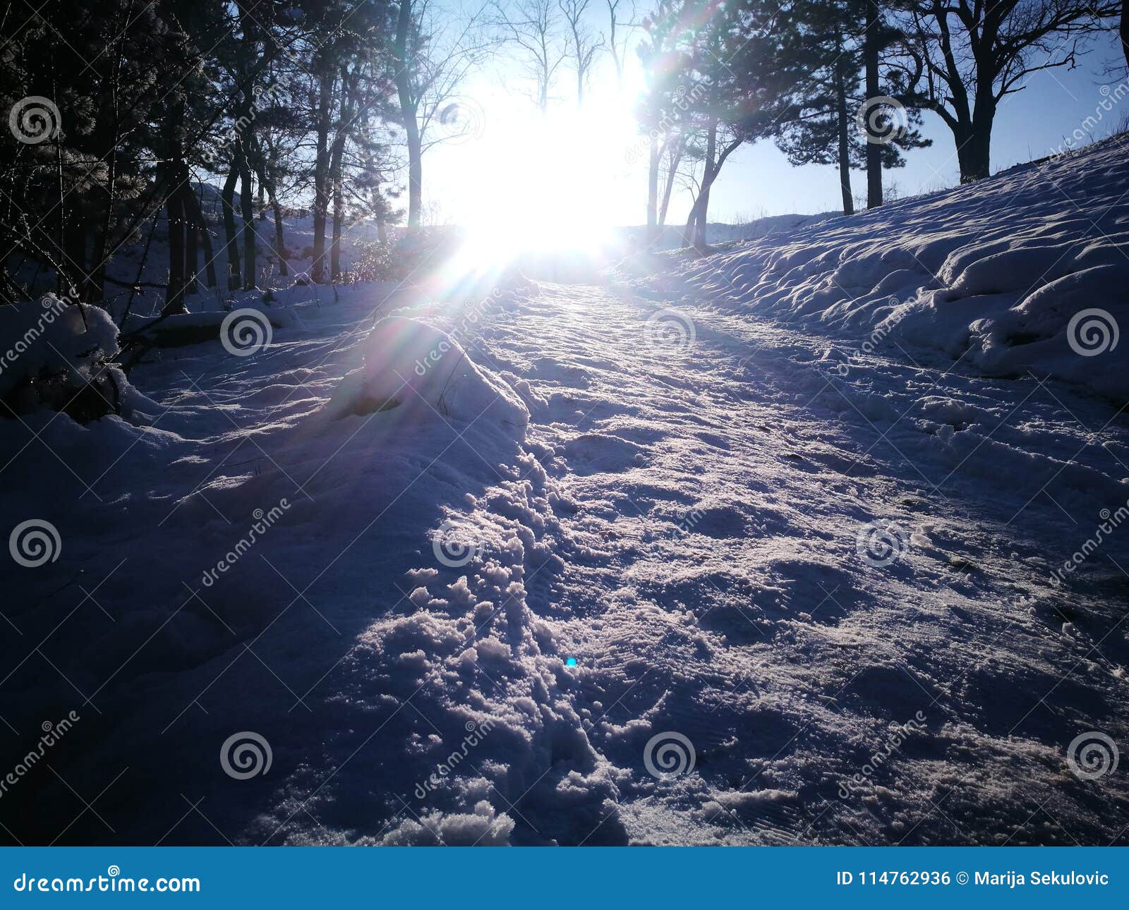 Sun between trees stock photo. Image of trees, snow - 114762936