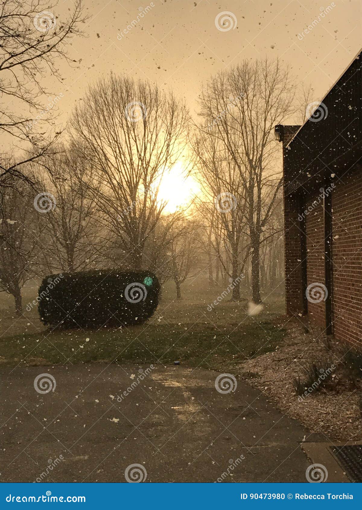 Sun through Snowfall stock photo. Image of snowfall, trees - 90473980