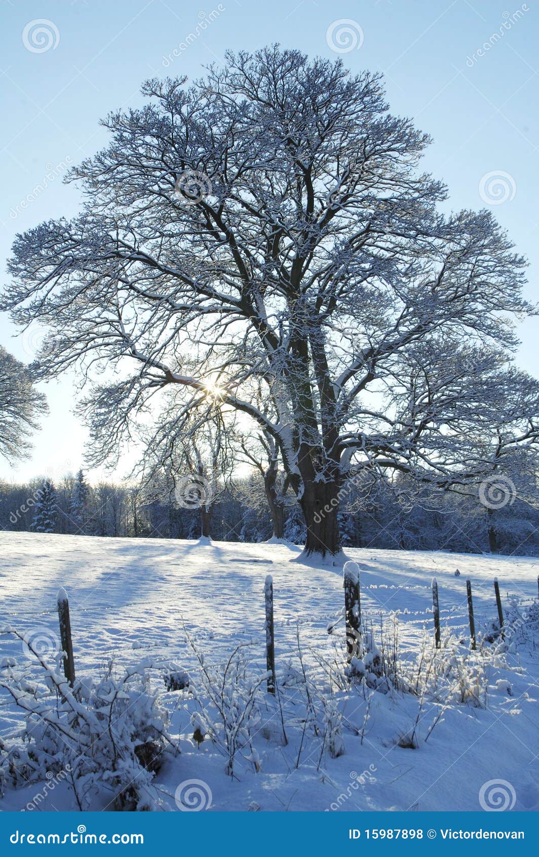 Sun on snowy meadow stock photo. Image of east, snow - 15987898