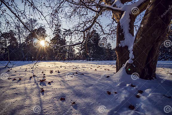 Sun and Snowy Trees stock photo. Image of needle, tree - 139862604