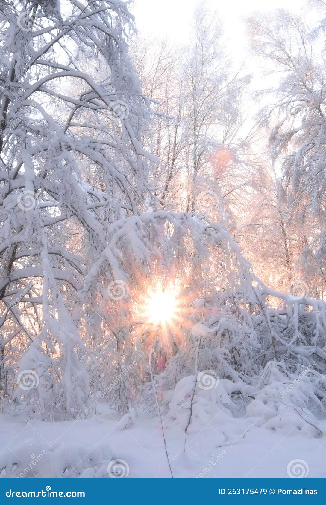 A Sun in Snowy Trees after Snowfall in Winter Stock Image - Image of ...