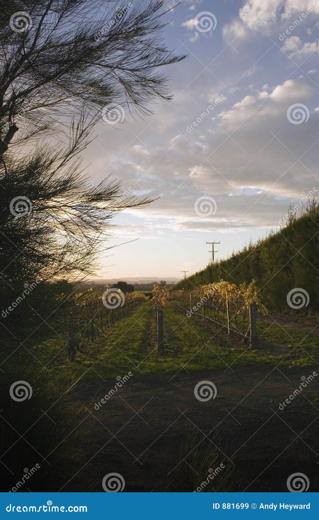 Sun soaked Vines 03 stock image. Image of rainclouds, wine - 881699
