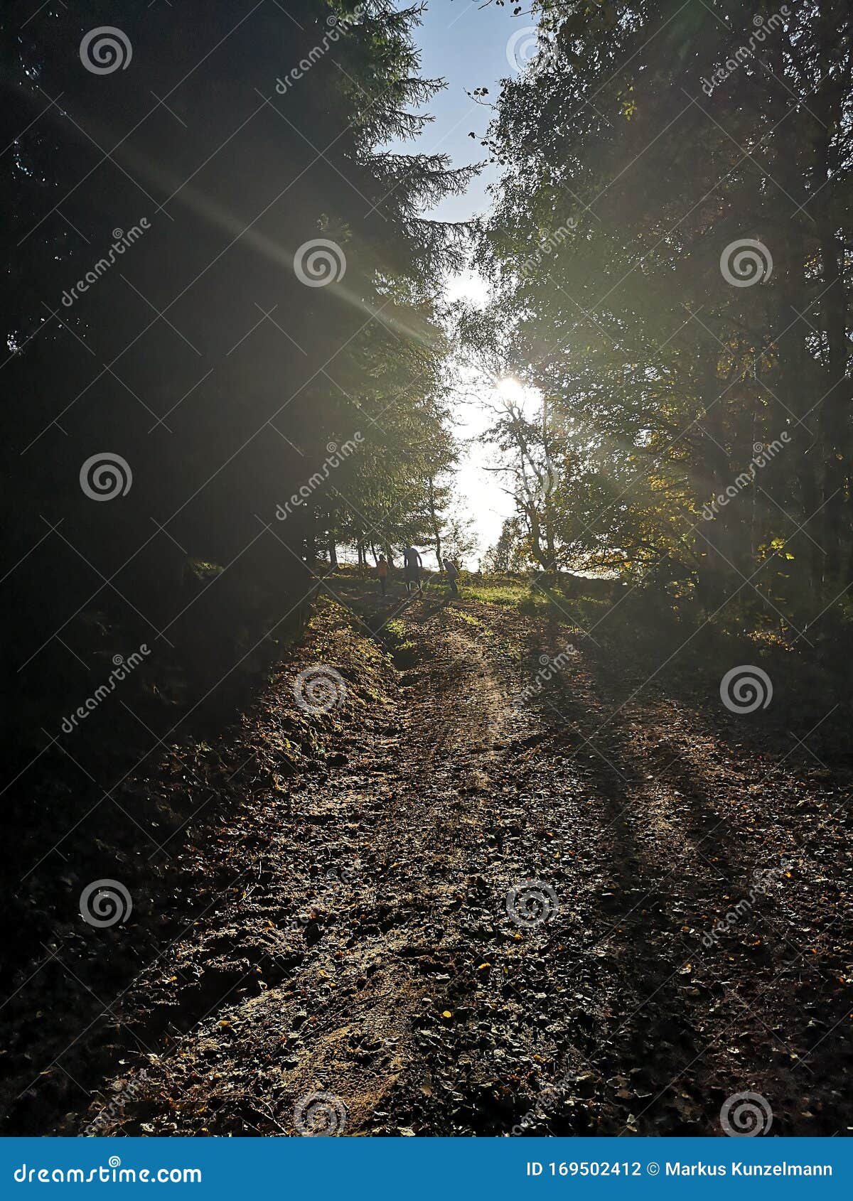 Sun between some trees stock photo. Image of trees, forrest - 169502412