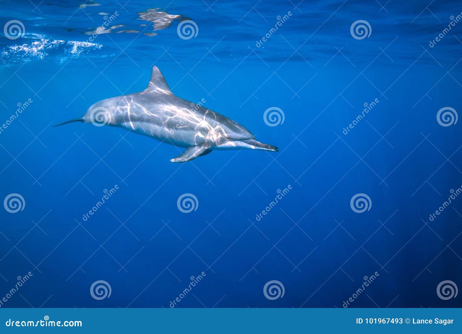 Sun Speckled Dolphin stock image. Image of wildlife - 101967493