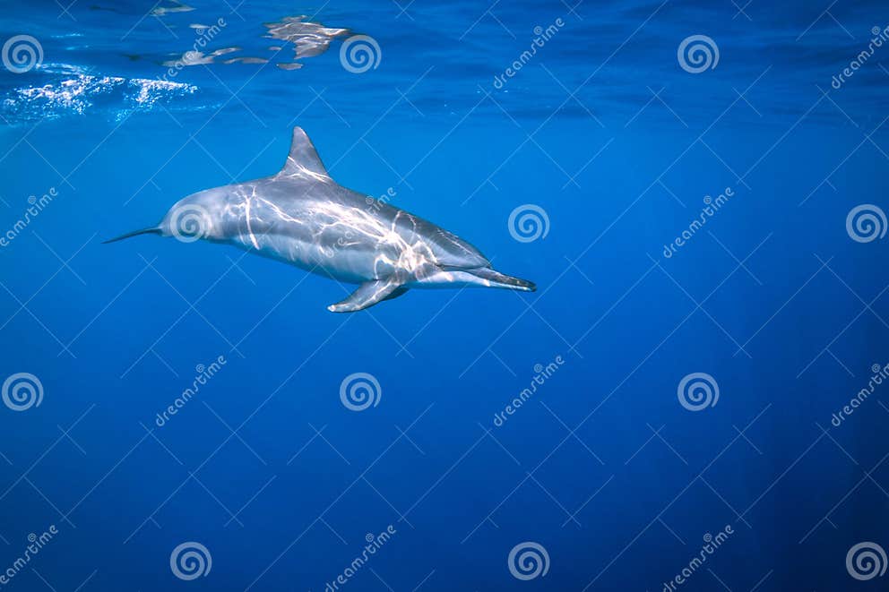 Sun Speckled Dolphin stock image. Image of wildlife - 101967493