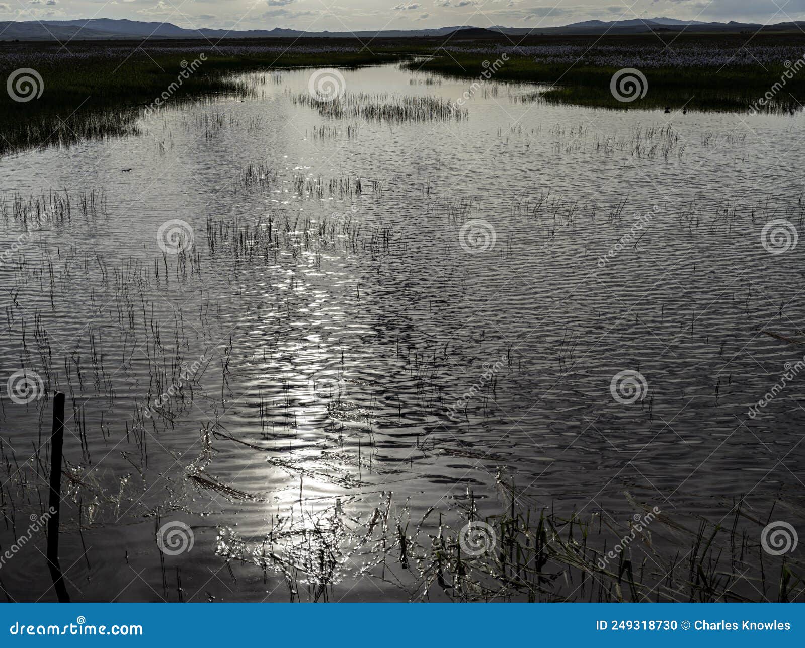 Sun Spectacular Reflection on Ripples of a Marsh Stock Photo - Image of ...