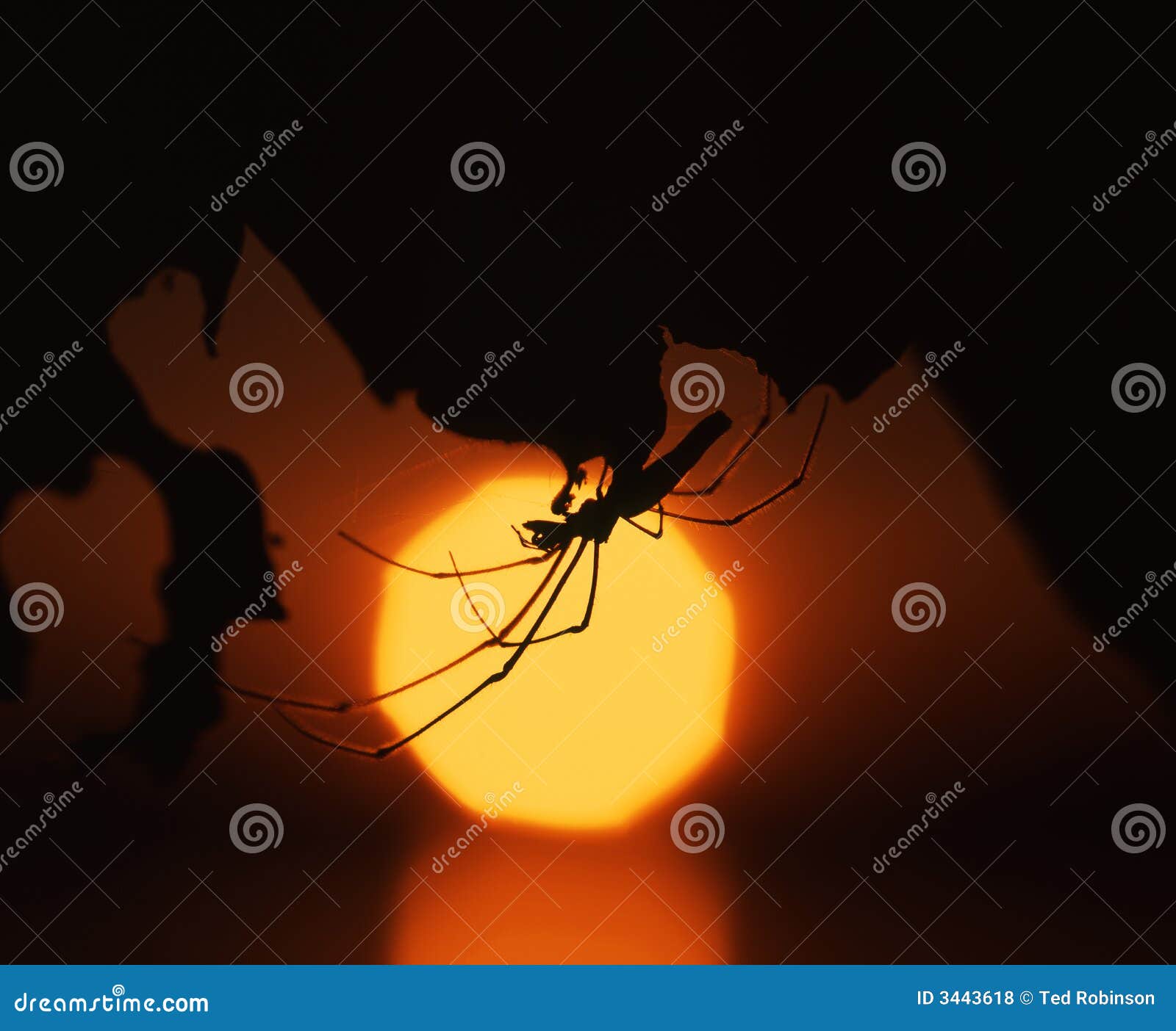 Sun spider stock photo. Image of horizontal, insect, sunset - 3443618