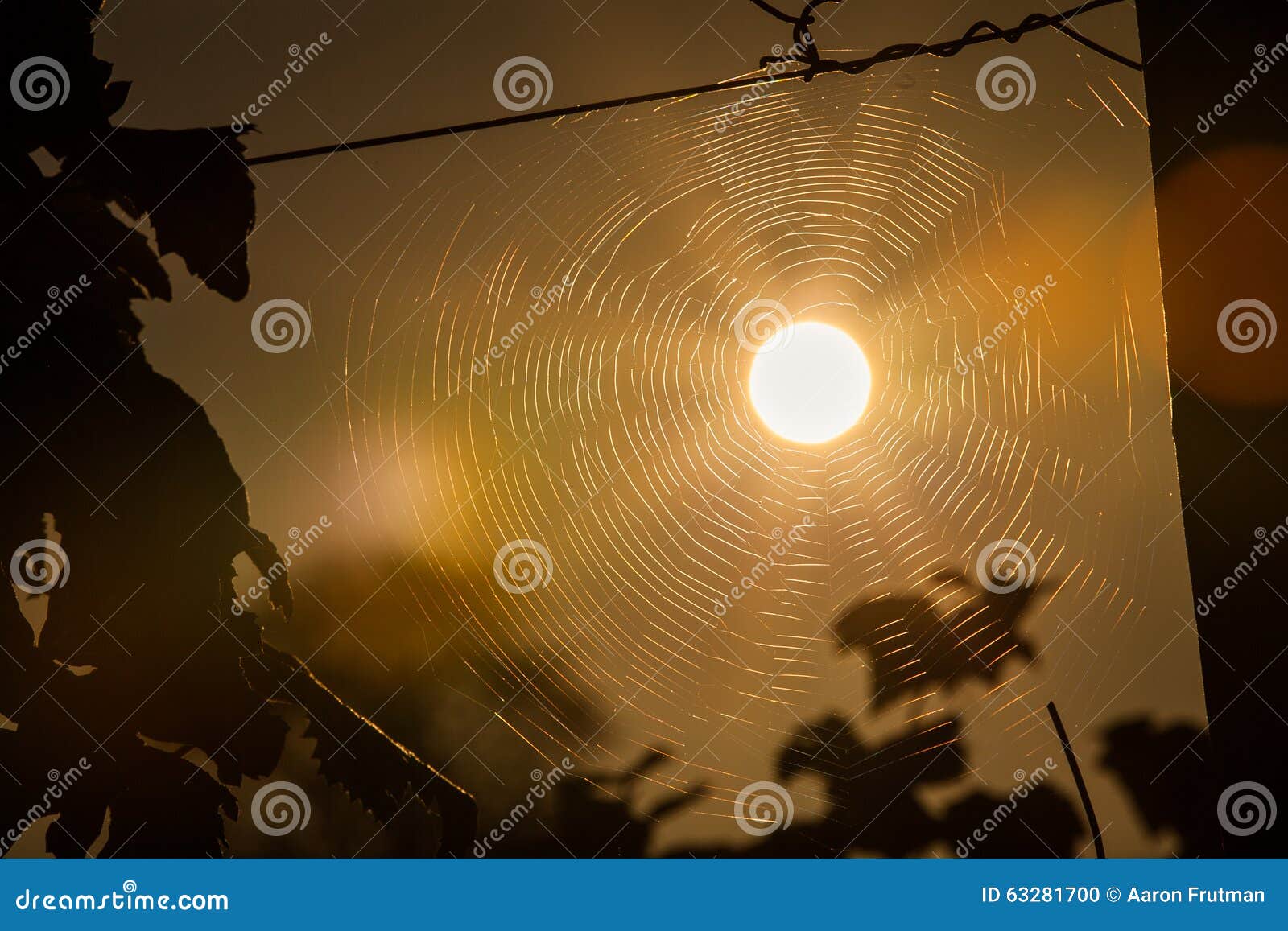 Sun Spider Web stock photo. Image of spider, spiderweb - 63281700