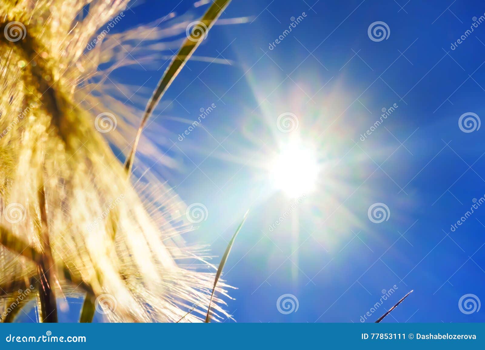 Sun and spikes stock image. Image of summer, blue, field - 77853111