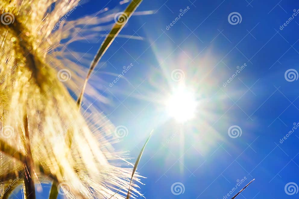 Sun and spikes stock image. Image of summer, blue, field - 77853111