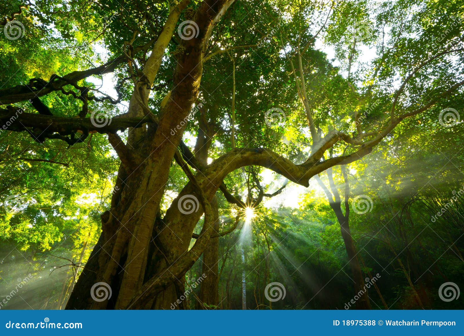 Sun Splashing Light, Sunlight through Leaves, Tree Stock Photo - Image ...