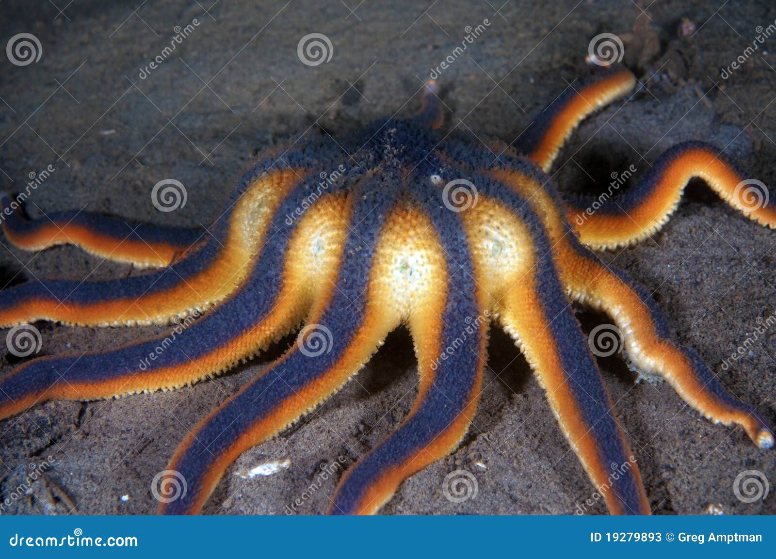 Sun Star stock image. Image of marine, animal, water - 19279893