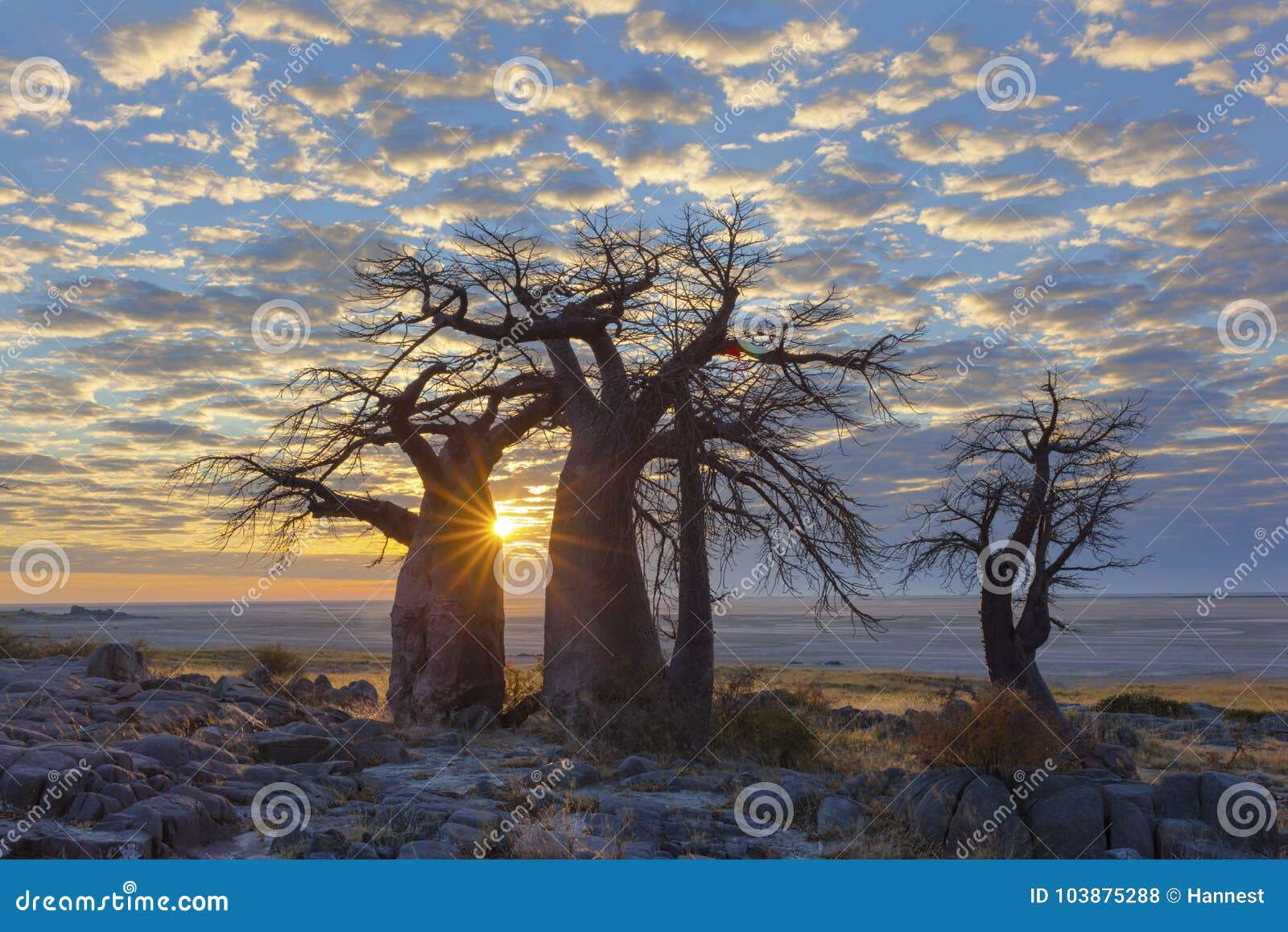 Sun starburst at sunrise stock photo. Image of blue - 103875288