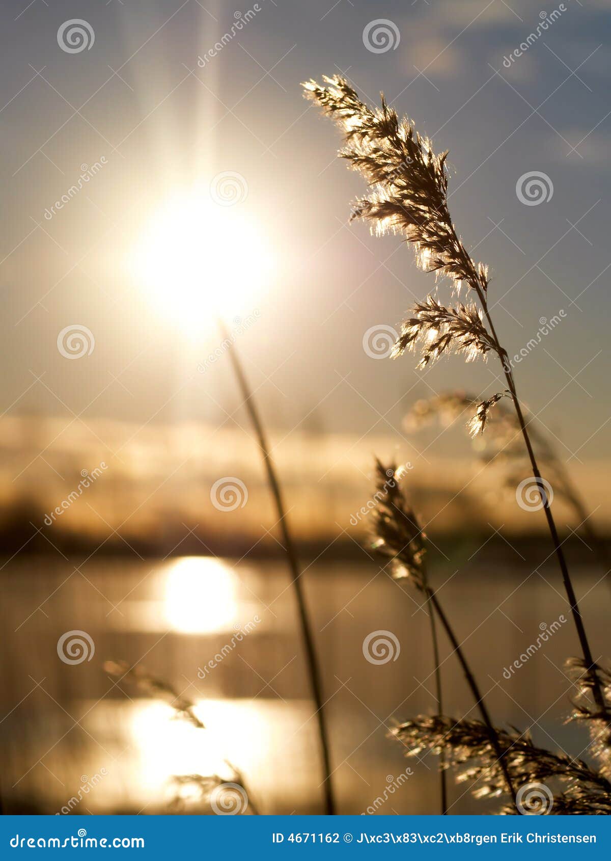 Sun on straw stock photo. Image of close, seed, sunlight - 4671162