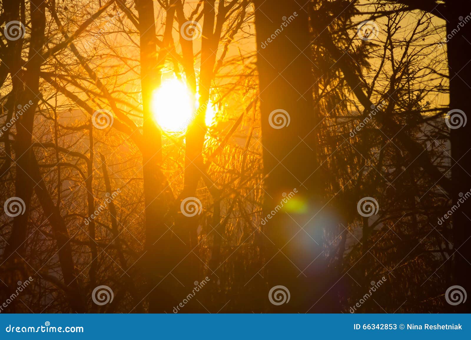 Sun Streaming through the Branches Stock Image - Image of covered ...