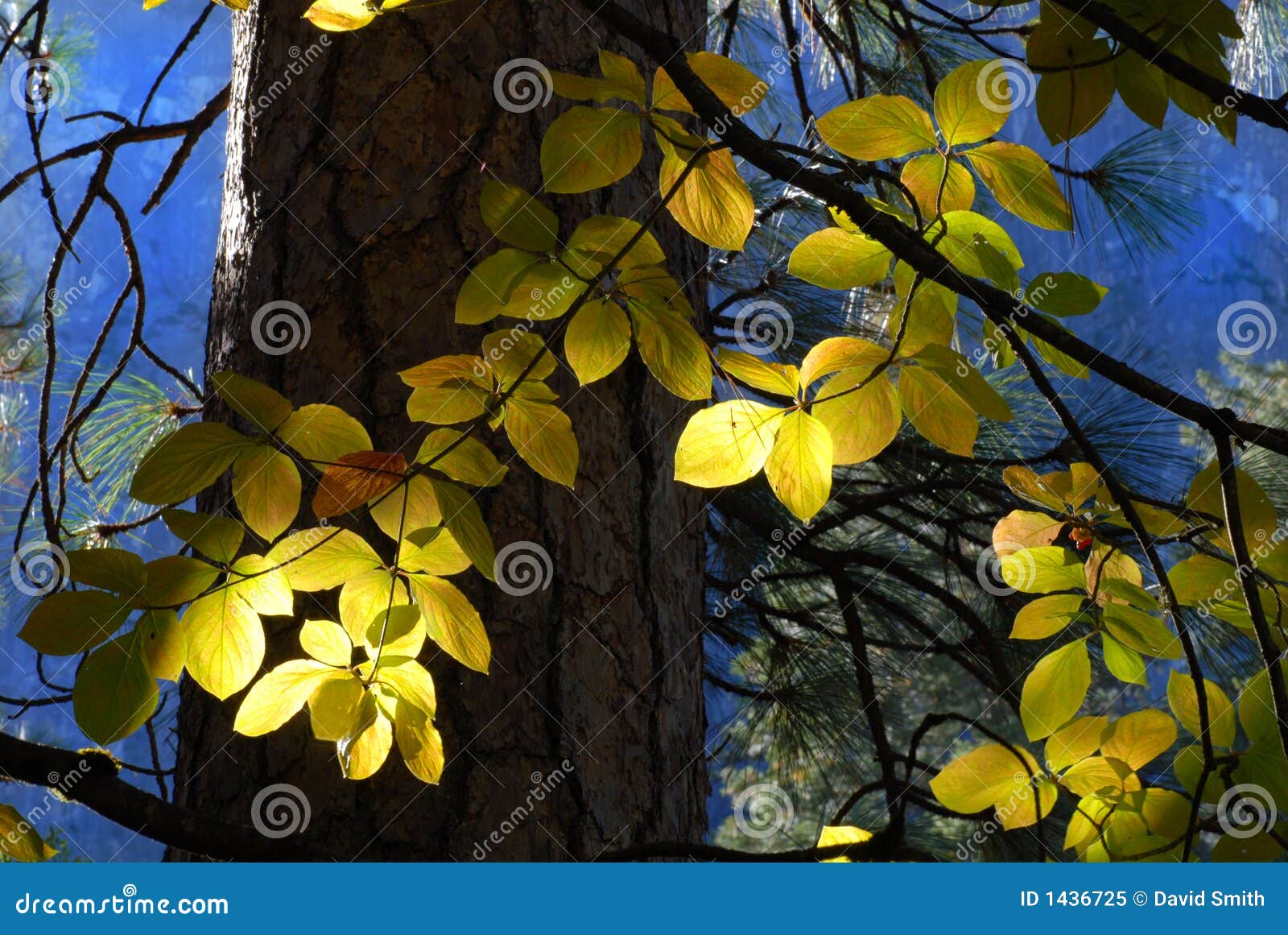 Sun Streaming through Forest Lighting Leaves of a Tree Stock Image ...
