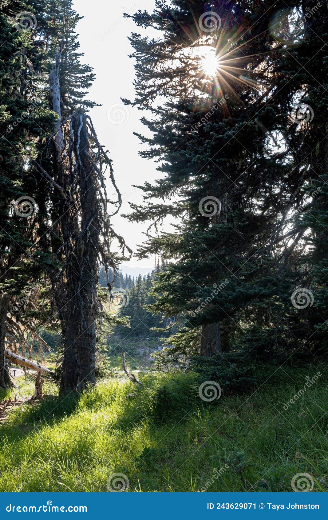 Sun Streaming Inbetween Two Pine Trees Growing High Up Stock Image ...