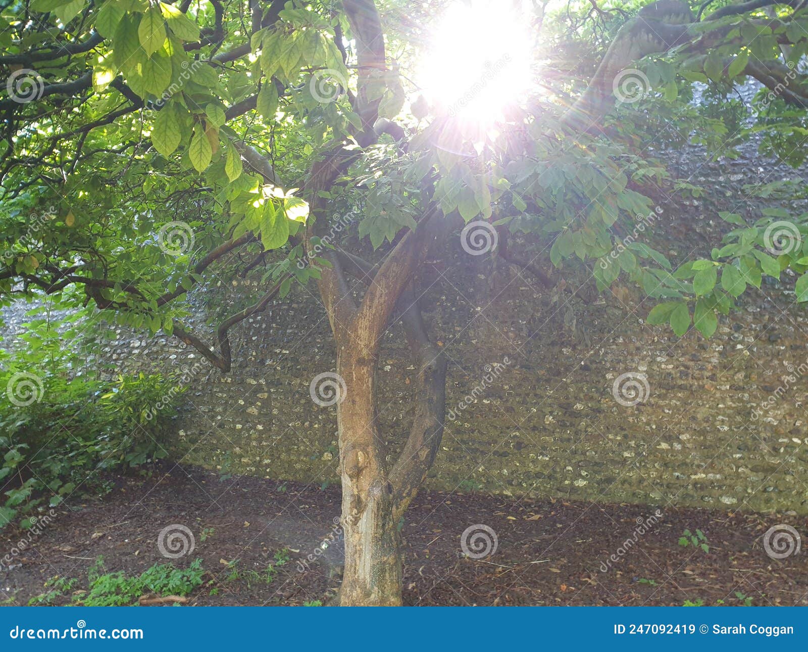 Sun Streaming through Tree Next To Wall Stock Image - Image of next ...