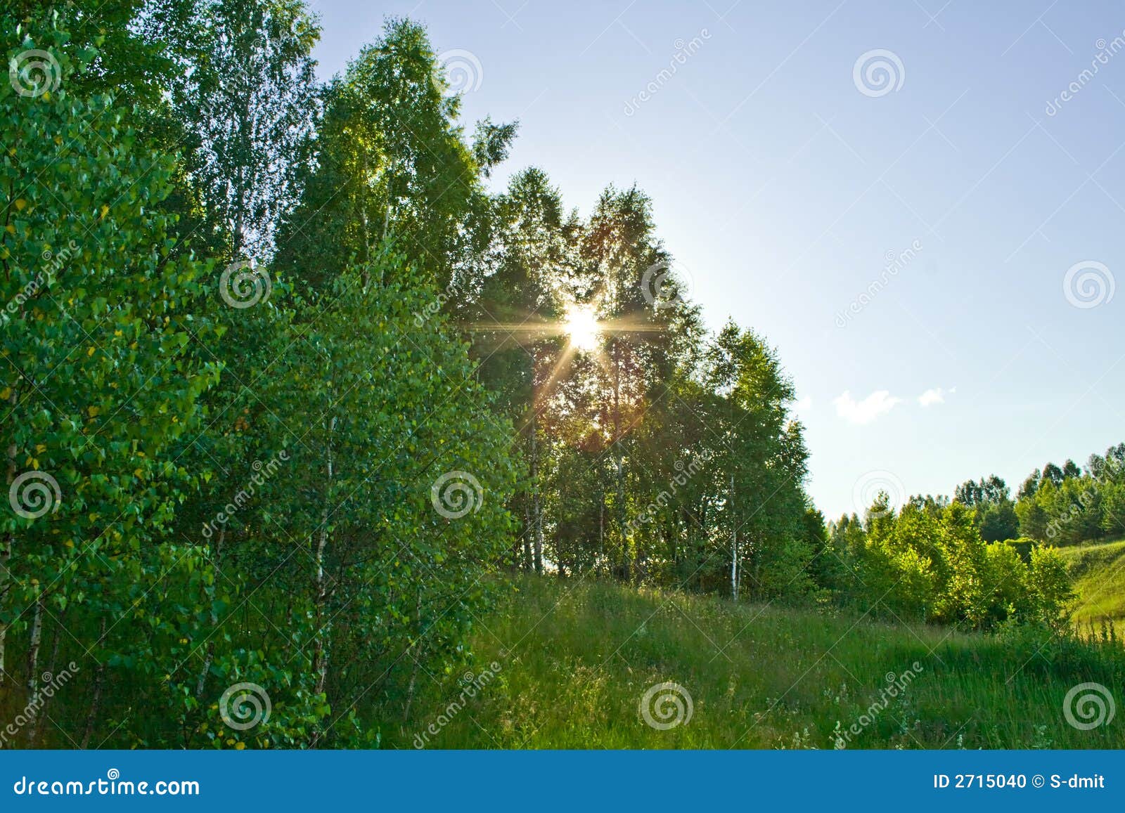 The Sun in the Summer Forest. Stock Photo - Image of environmental ...