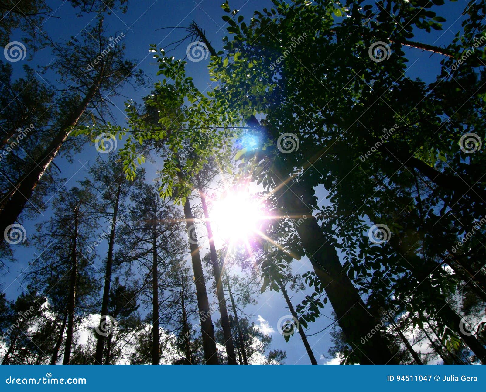 Sun stock image. Image of trees, summer, rays, june, nature - 94511047