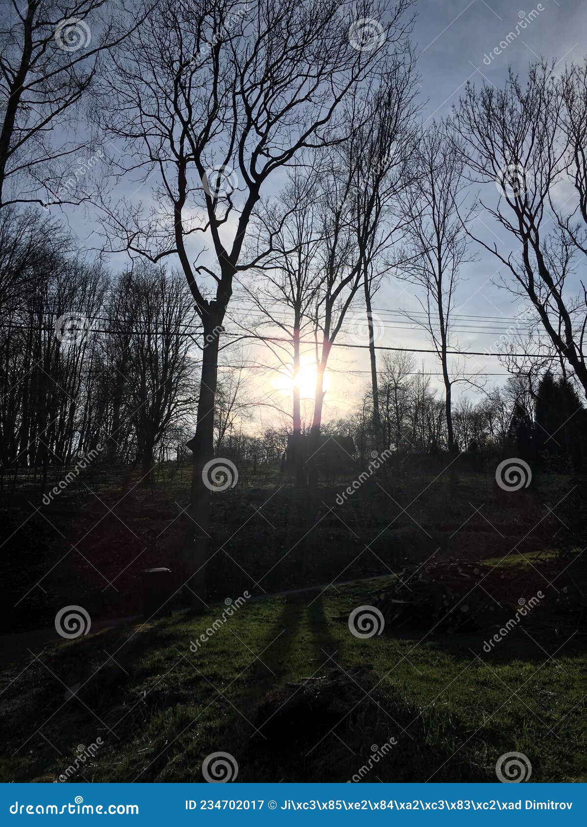 Sun between the trees stock image. Image of shine, trees - 234702017