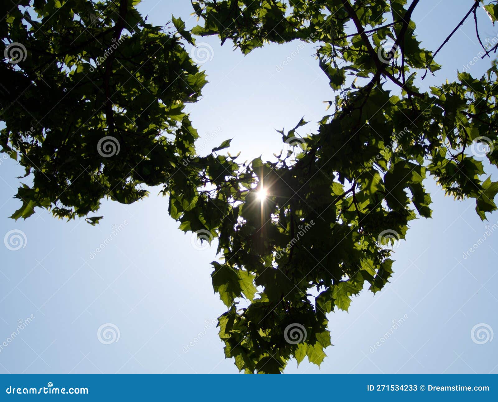 Sunbeams Shining through Tree Leaves Stock Image - Image of light ...