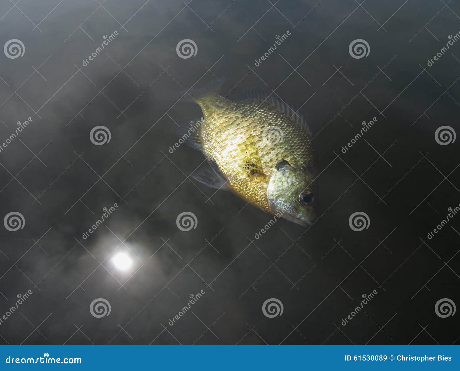 Sun and Sunfish stock image. Image of yellow, lays, detail - 61530089