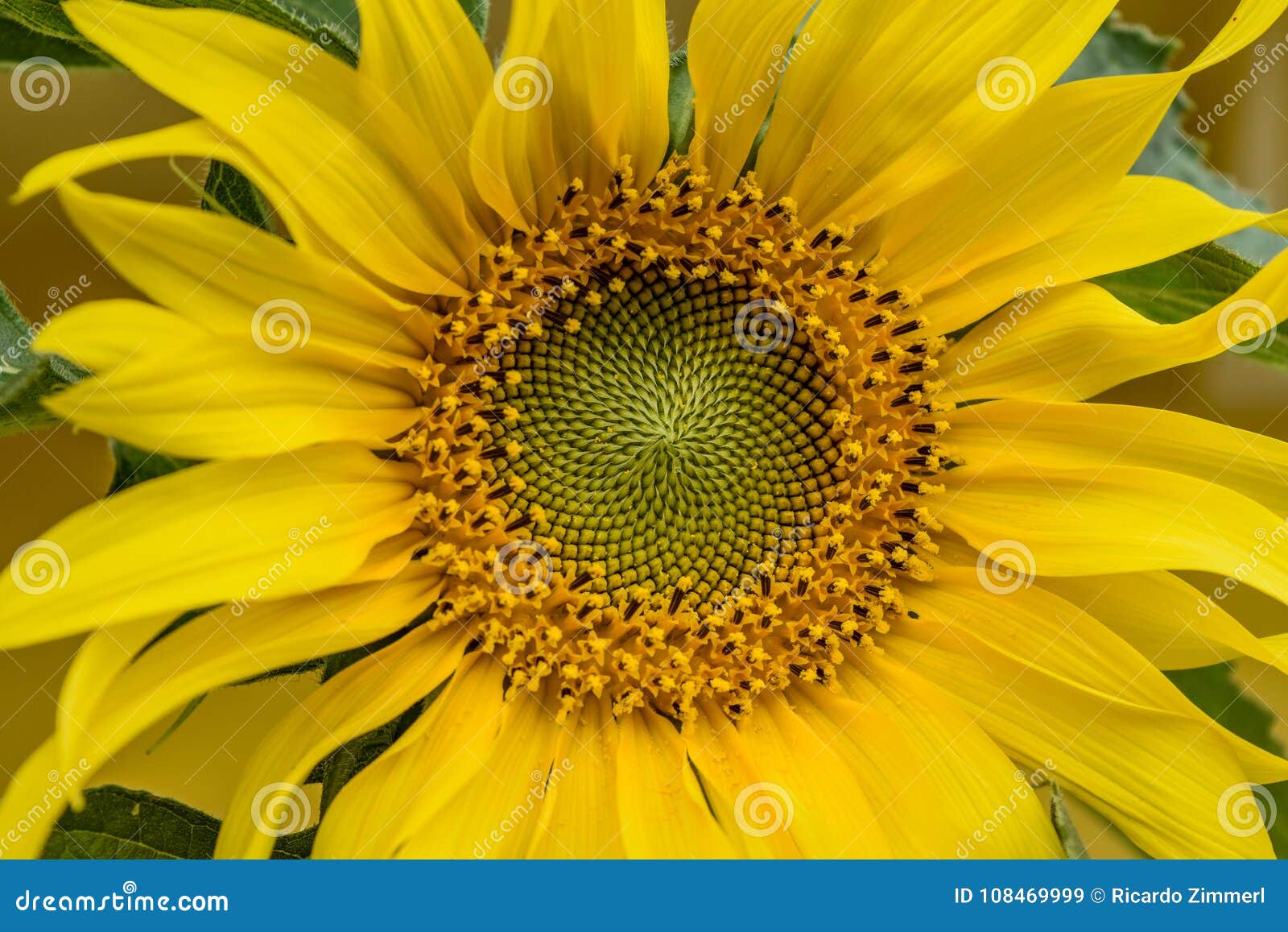 The sun of the sunflower stock image. Image of design - 108469999