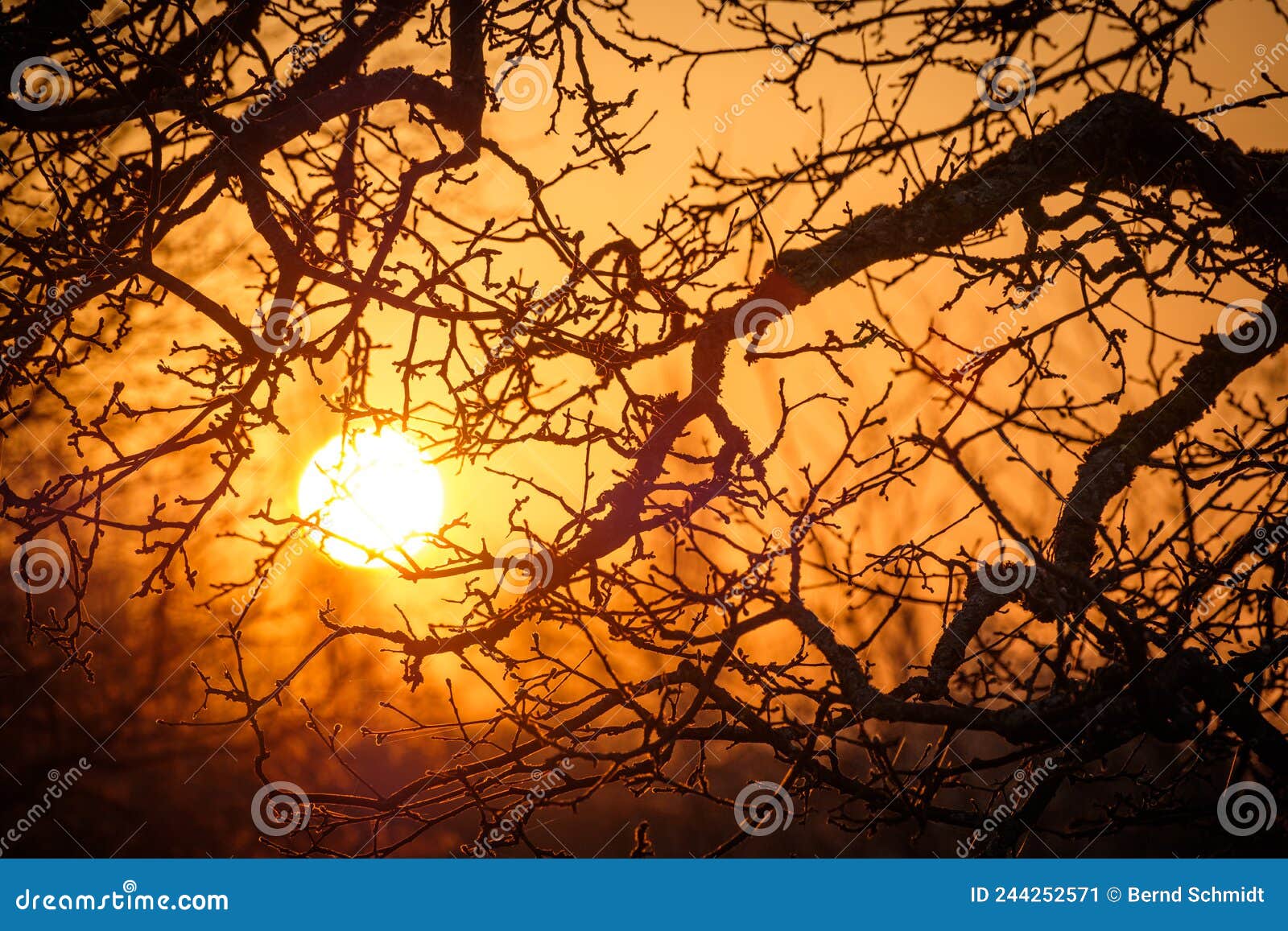 Sun in Sunrise between Gnarled Apple Tree Branches Stock Image - Image ...