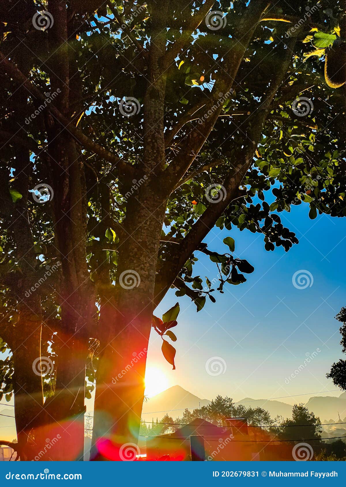 Sun Sunrise Tree Mount Light Sunsine Stock Image - Image of lighting ...