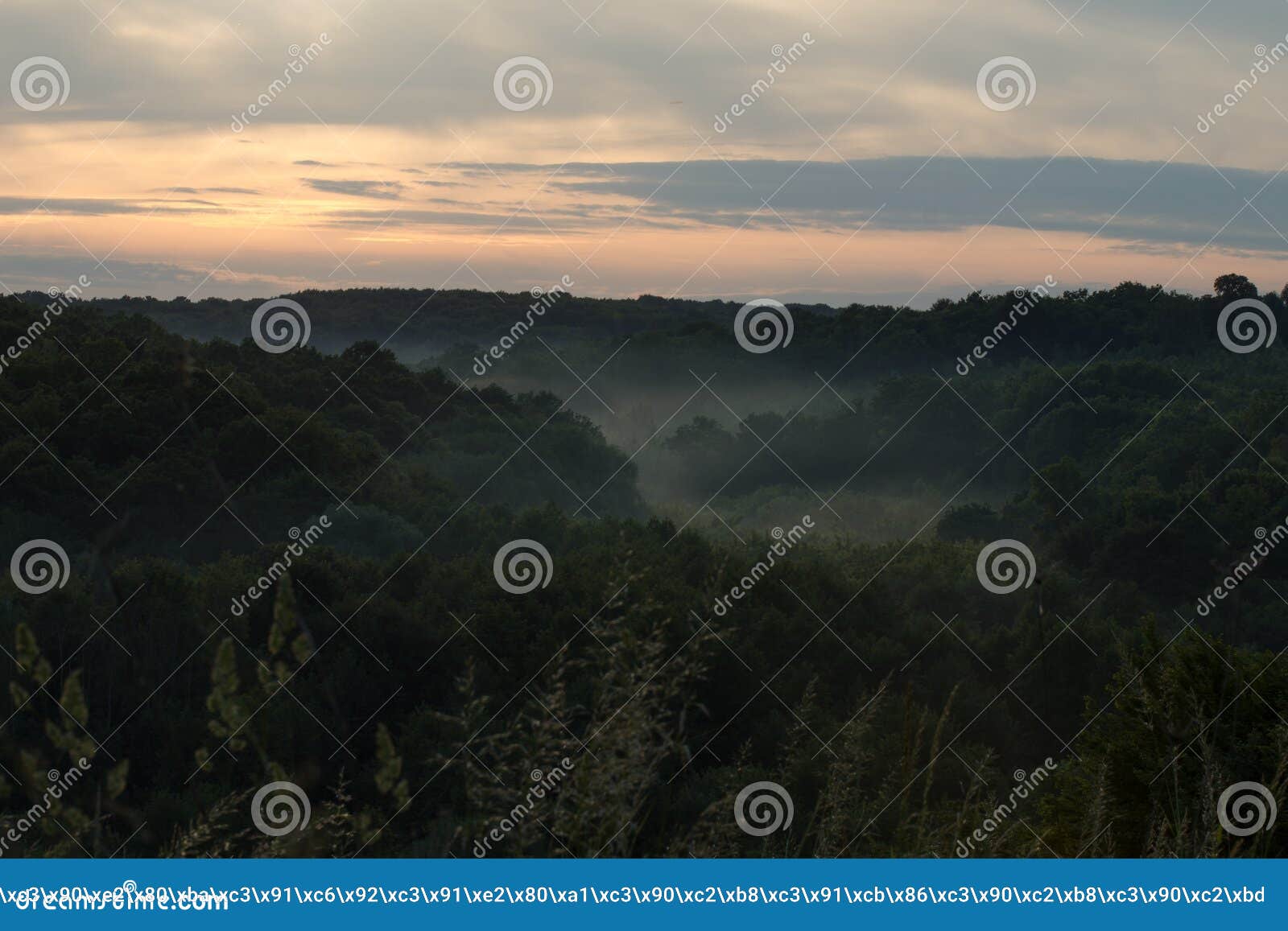 Sun at Sunset in a Field with Forest Stock Photo - Image of reflection ...