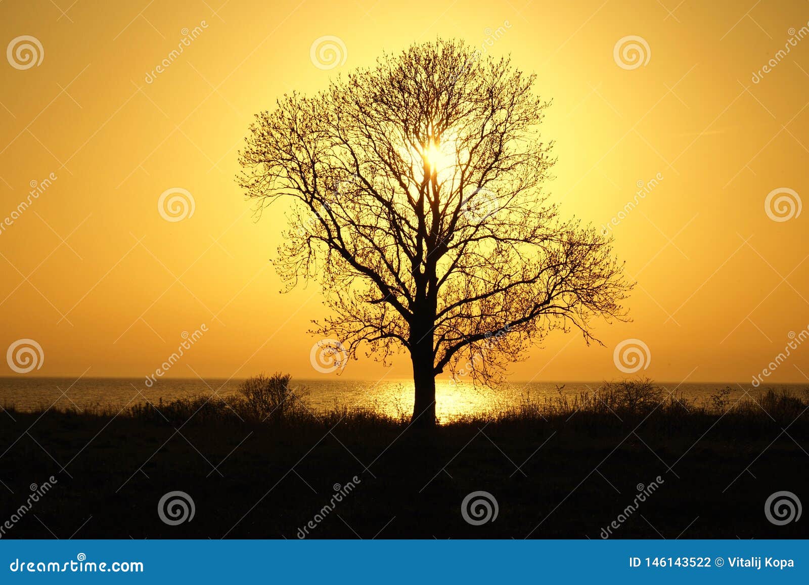 Sun and Sunset Orange Sky Over Tree Stock Photo - Image of panorama ...