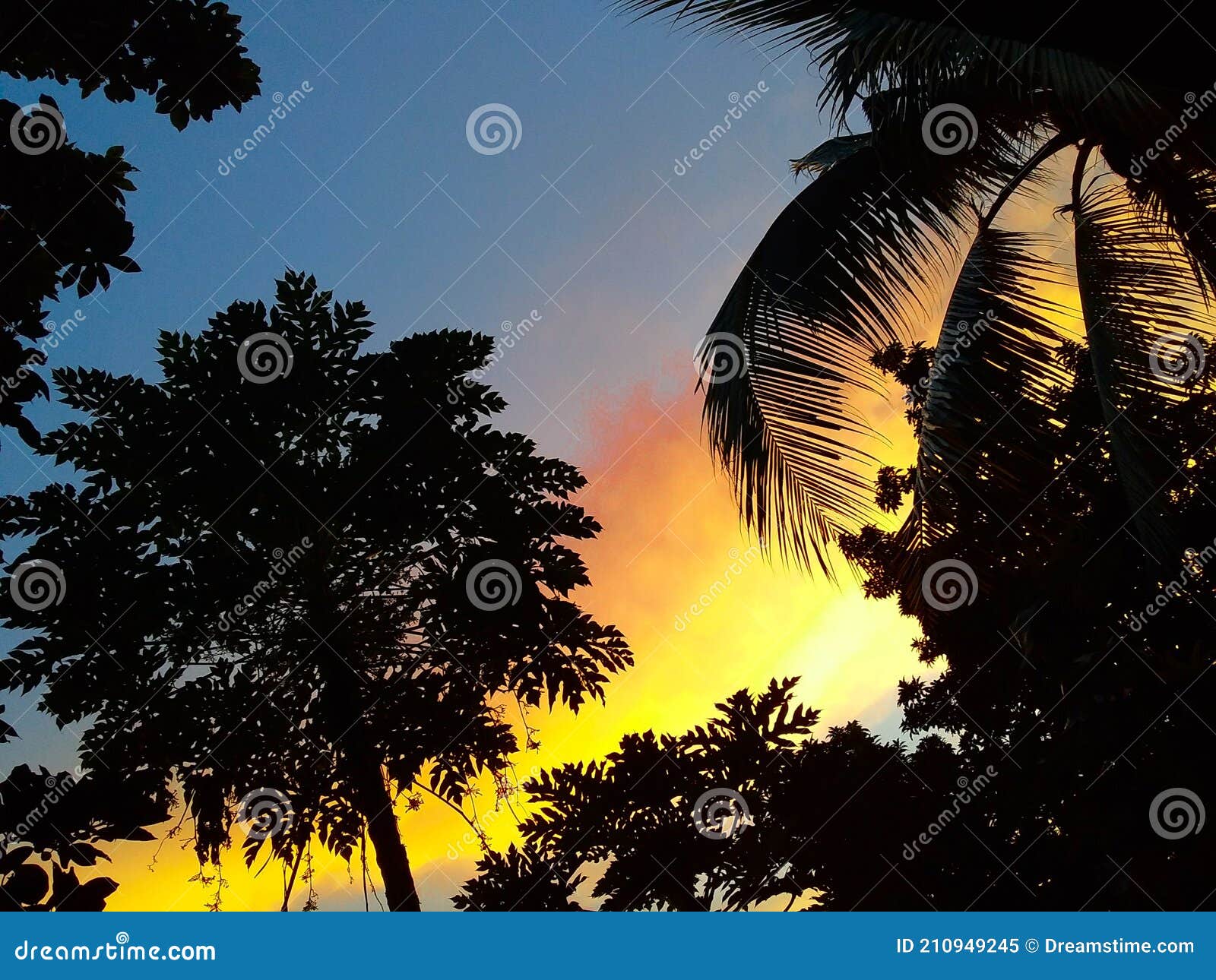 Sun stock image. Image of yellow, branch, dusk, sunlight - 210949245