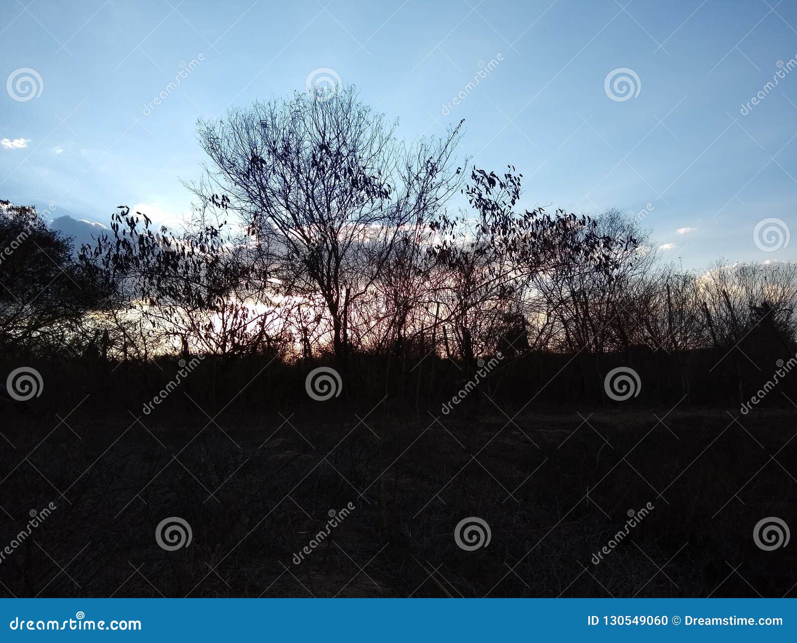 Sun stock photo. Image of shadows, sunshine, tree, sunset - 130549060