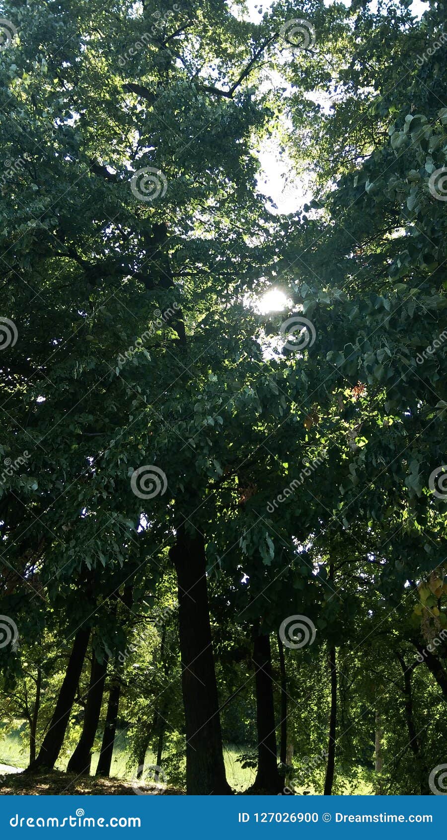 Sunshine stock photo. Image of brunches, tree, trees - 127026900