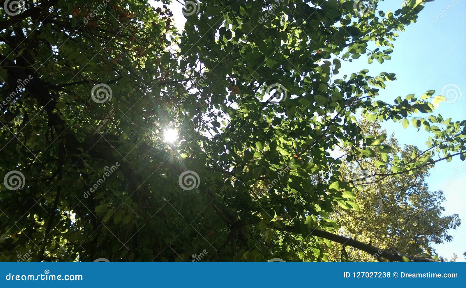 Sunshine stock photo. Image of green, brunches, sunshine - 127027238