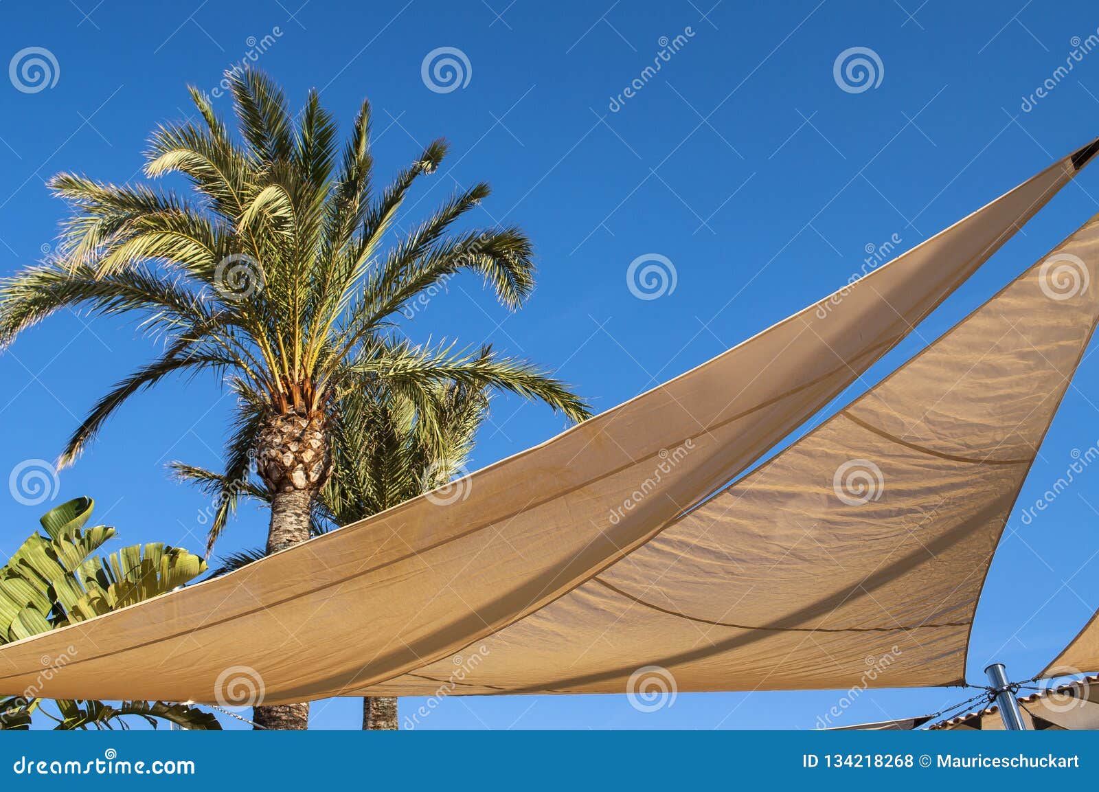 Sun tails with palm stock photo. Image of protection - 134218268