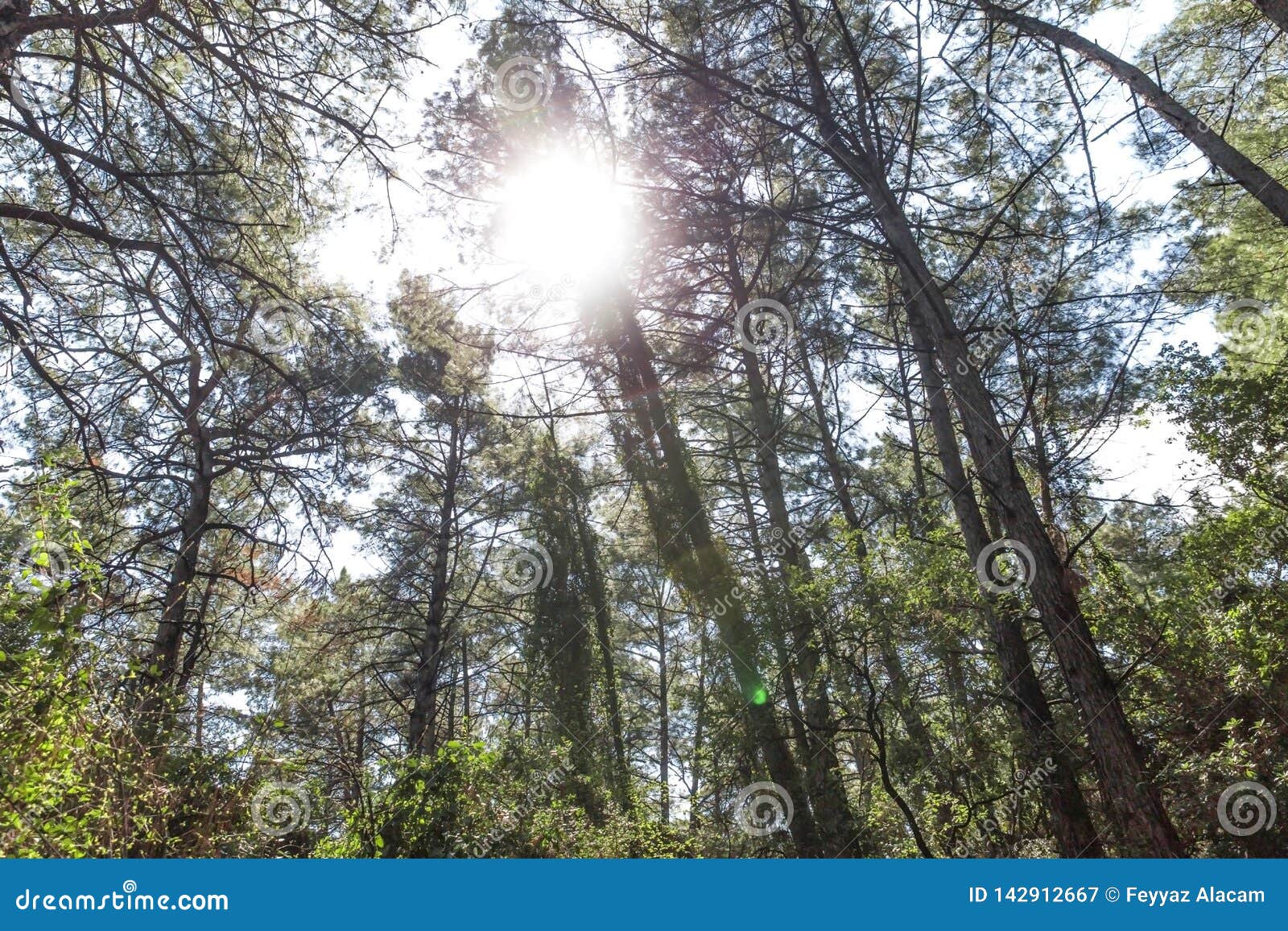 The Sun between To the Trees Stock Image - Image of growth, beech ...