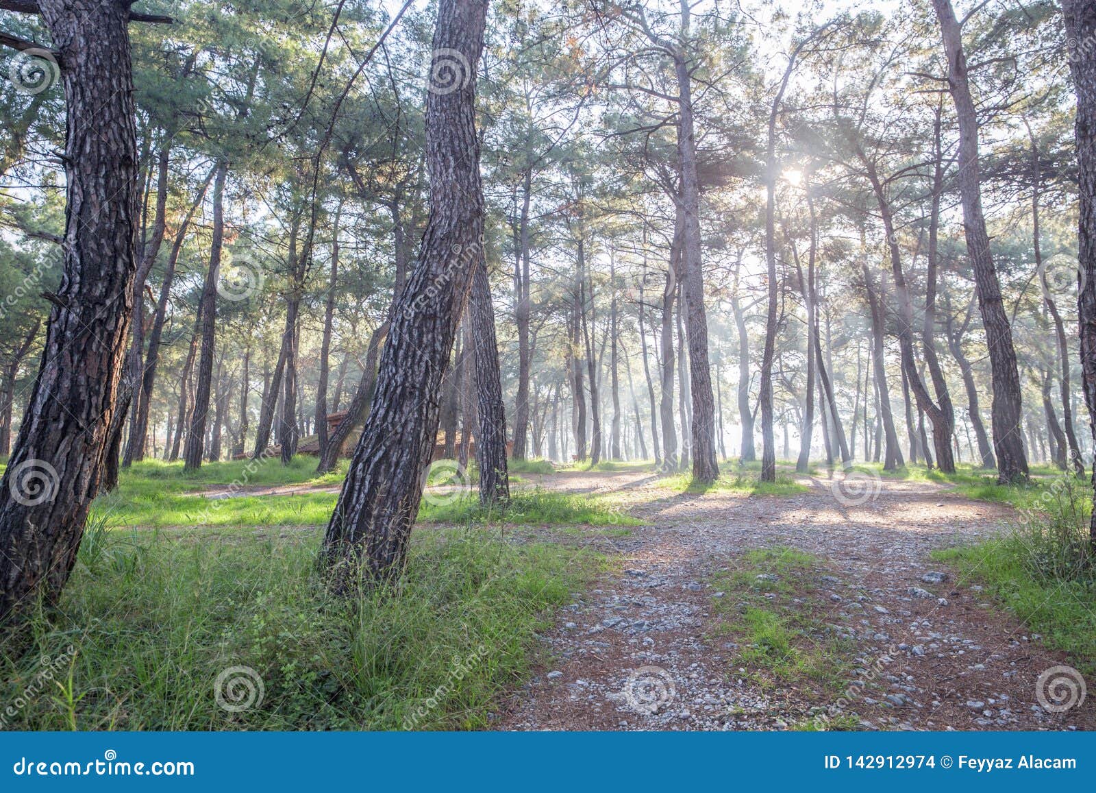 The Sun between To the Trees Stock Photo - Image of summer, light ...