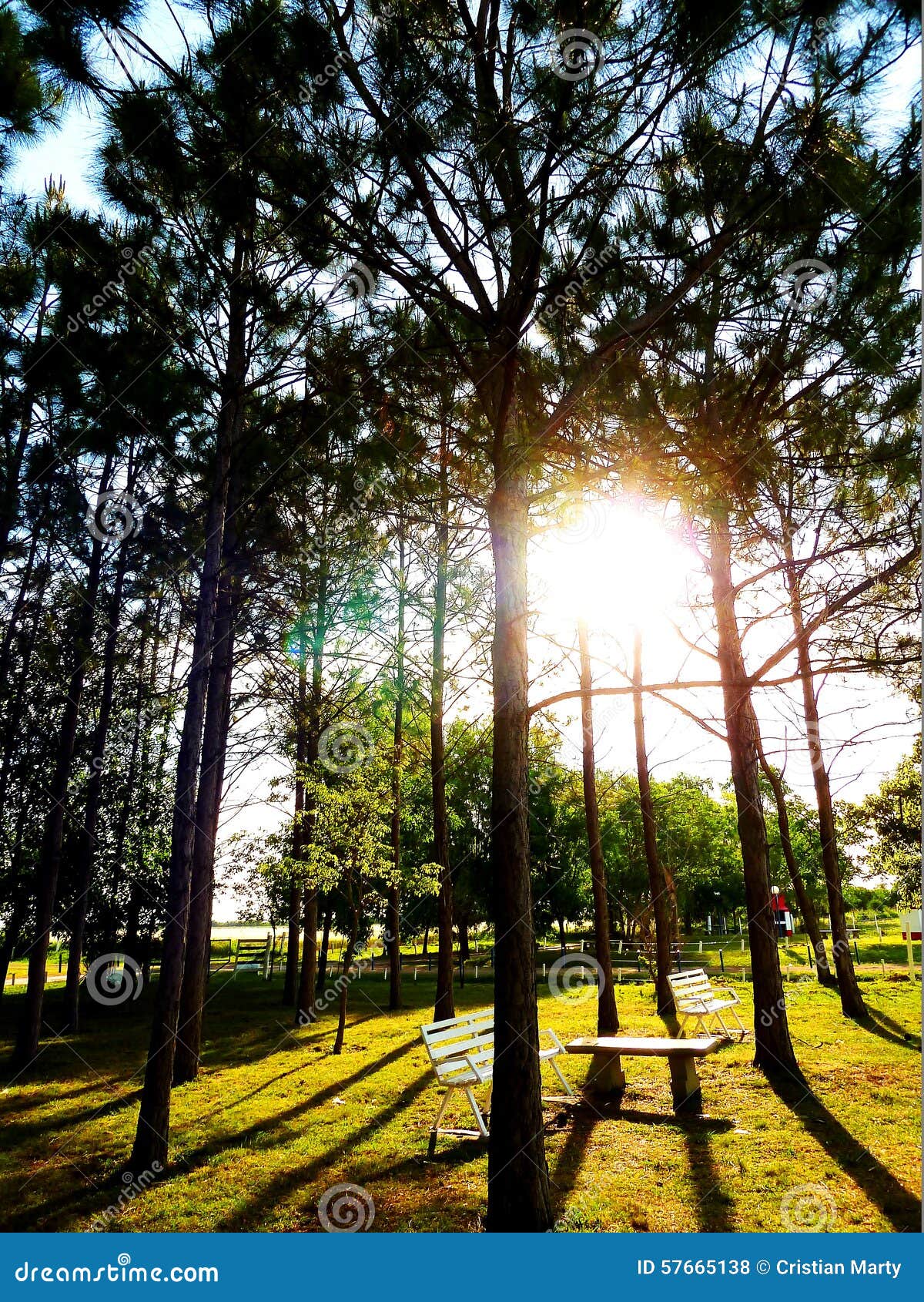 Sun on top of pine trees stock photo. Image of grass - 57665138