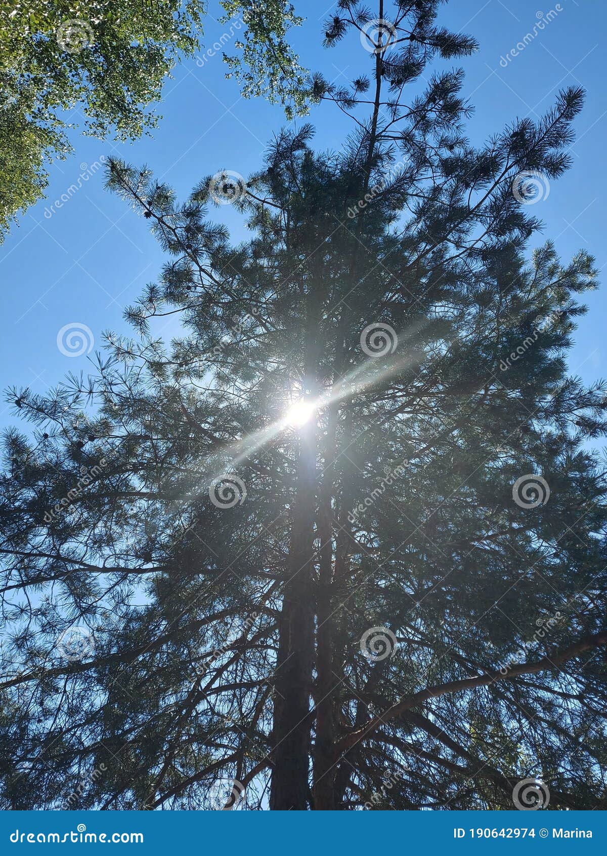 Sun through the tree stock photo. Image of reflection - 190642974