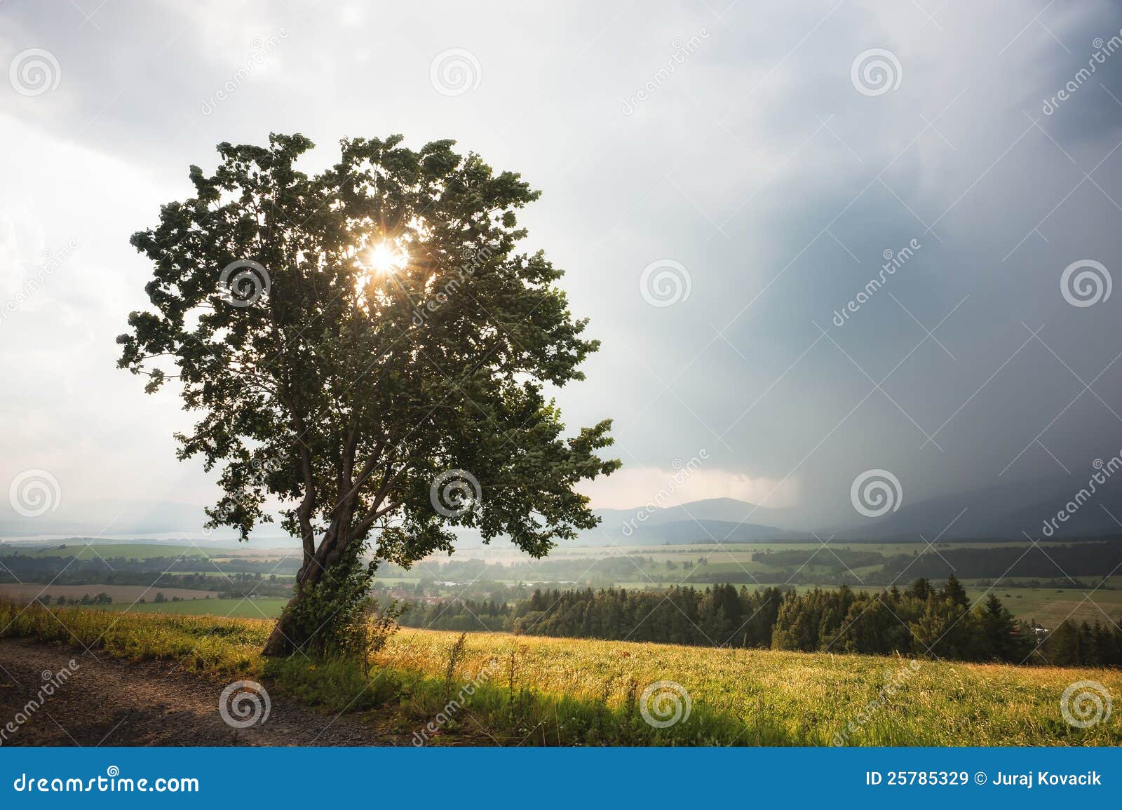 Sun and tree stock image. Image of rain, storm, scenery - 25785329