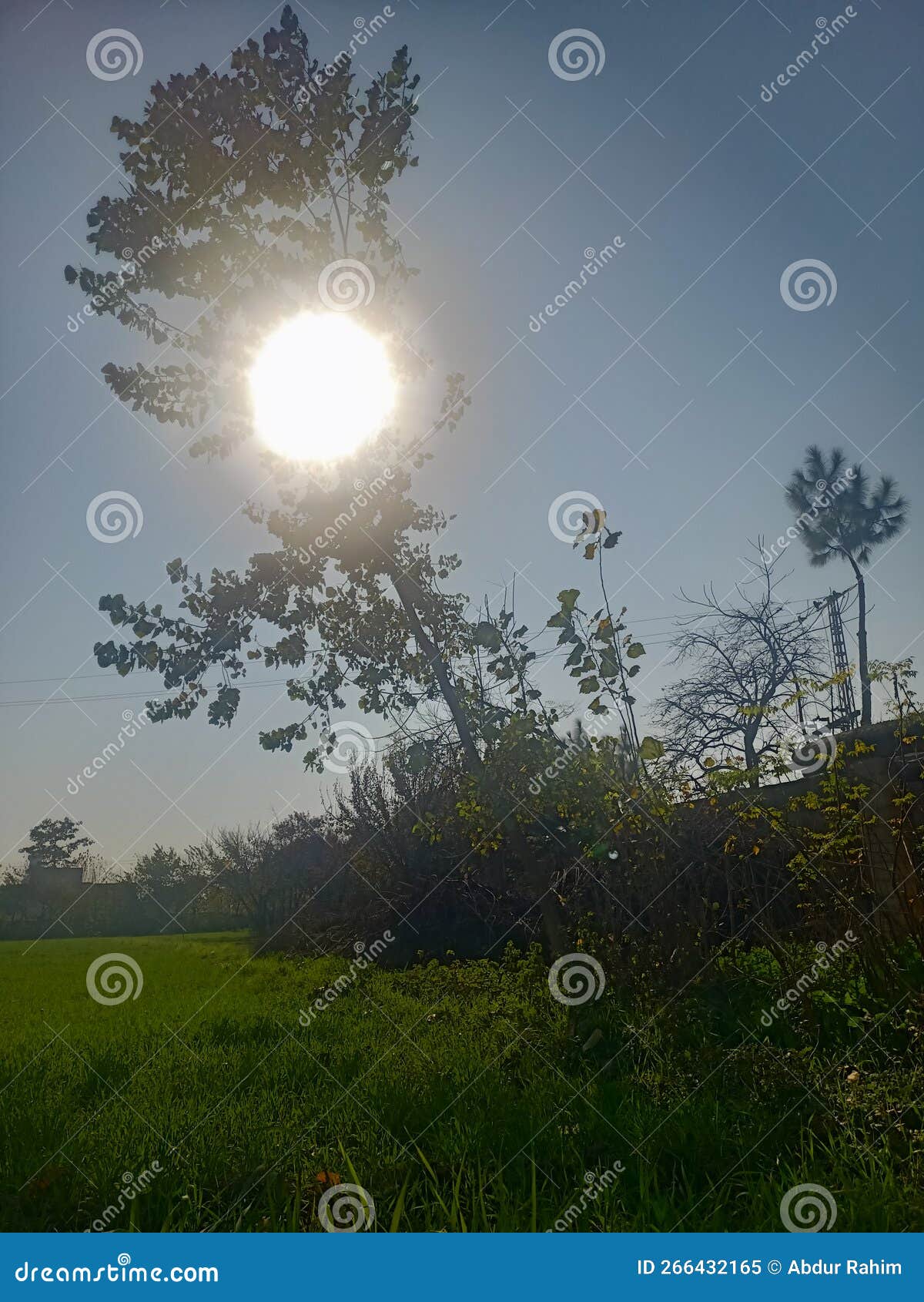 Sun in the Tree stock image. Image of beautiful, portrait - 266432165