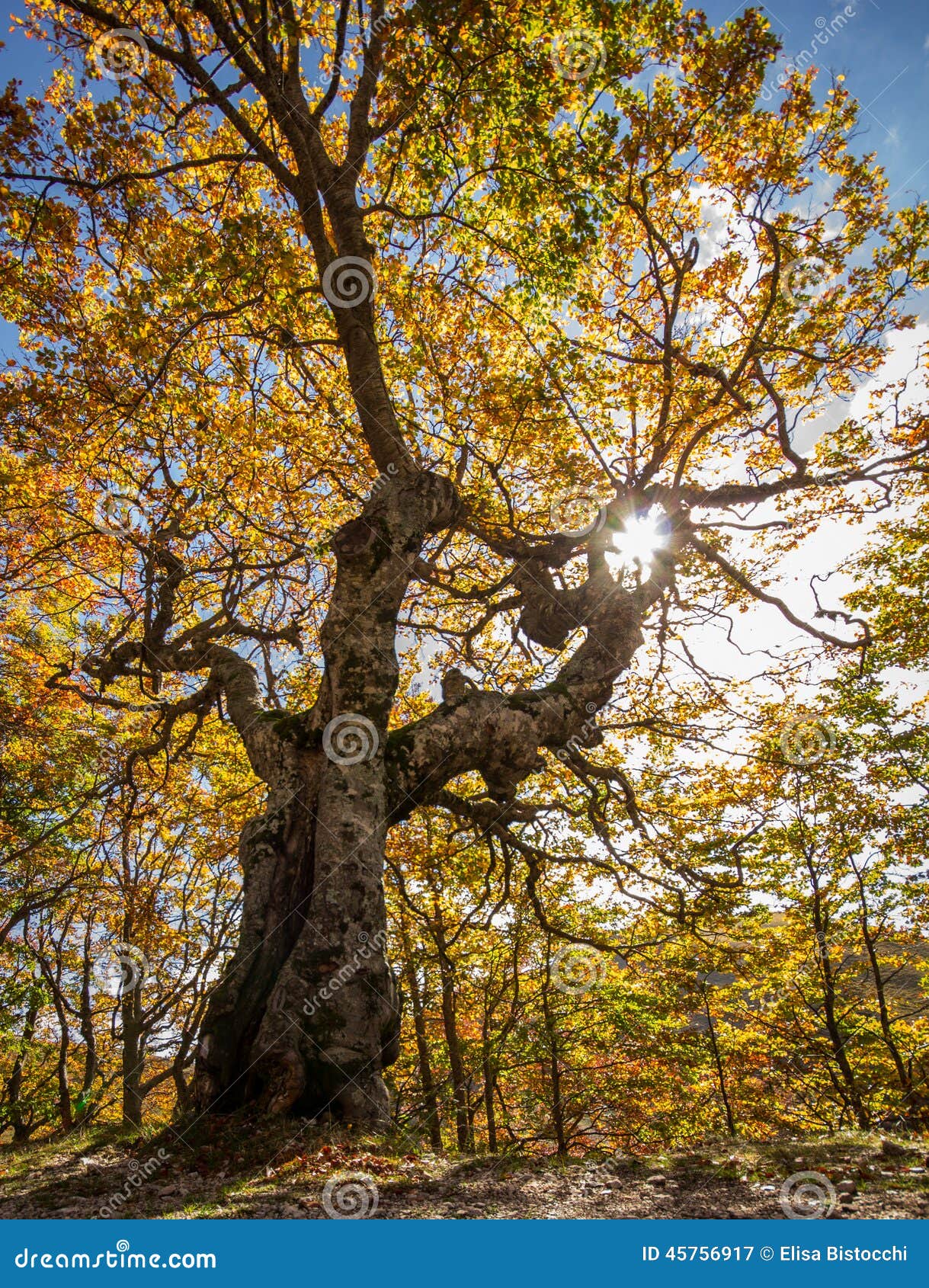 Sun on the tree branches stock image. Image of growth - 45756917