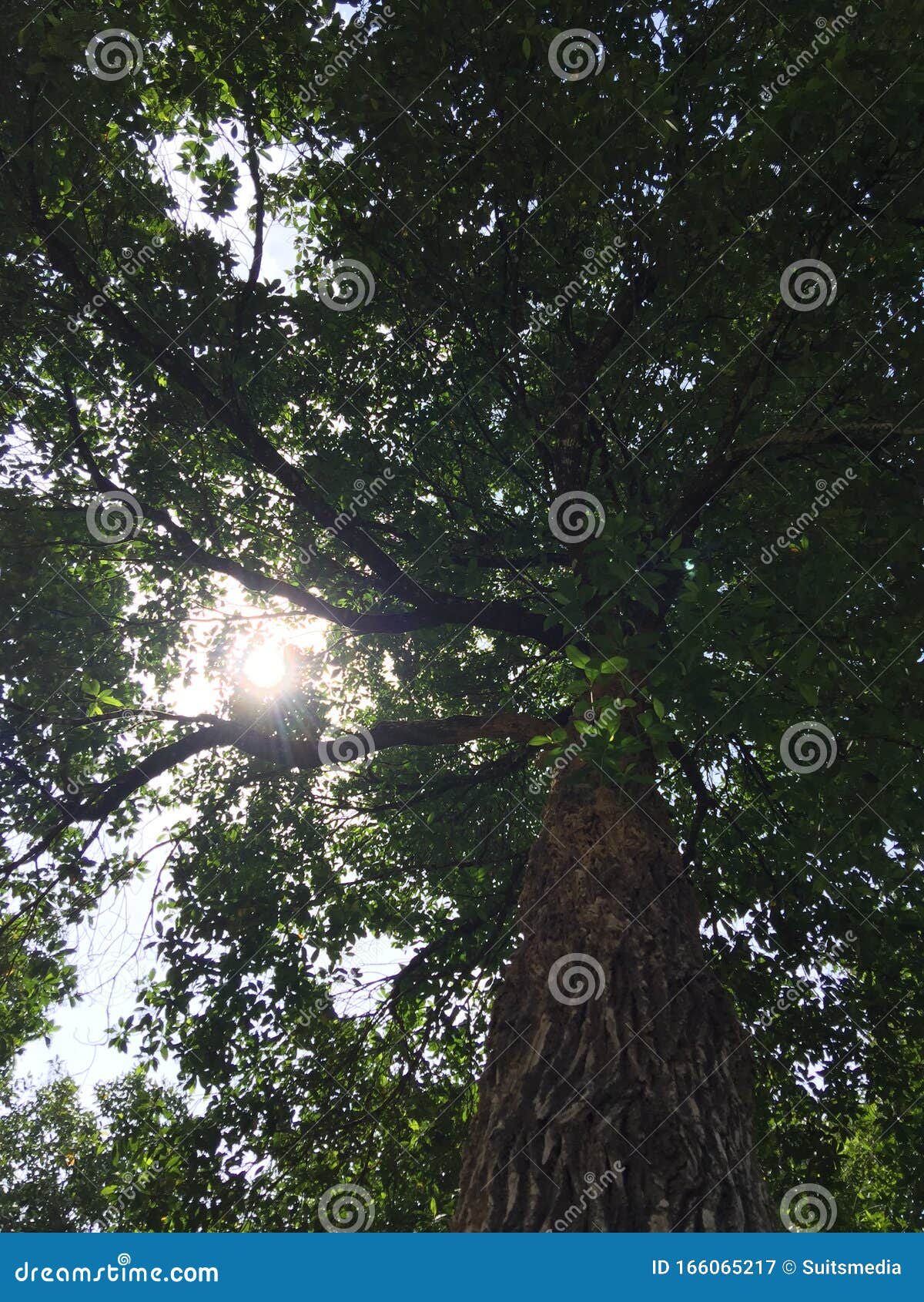 Sun through tree canopy stock image. Image of plant - 166065217