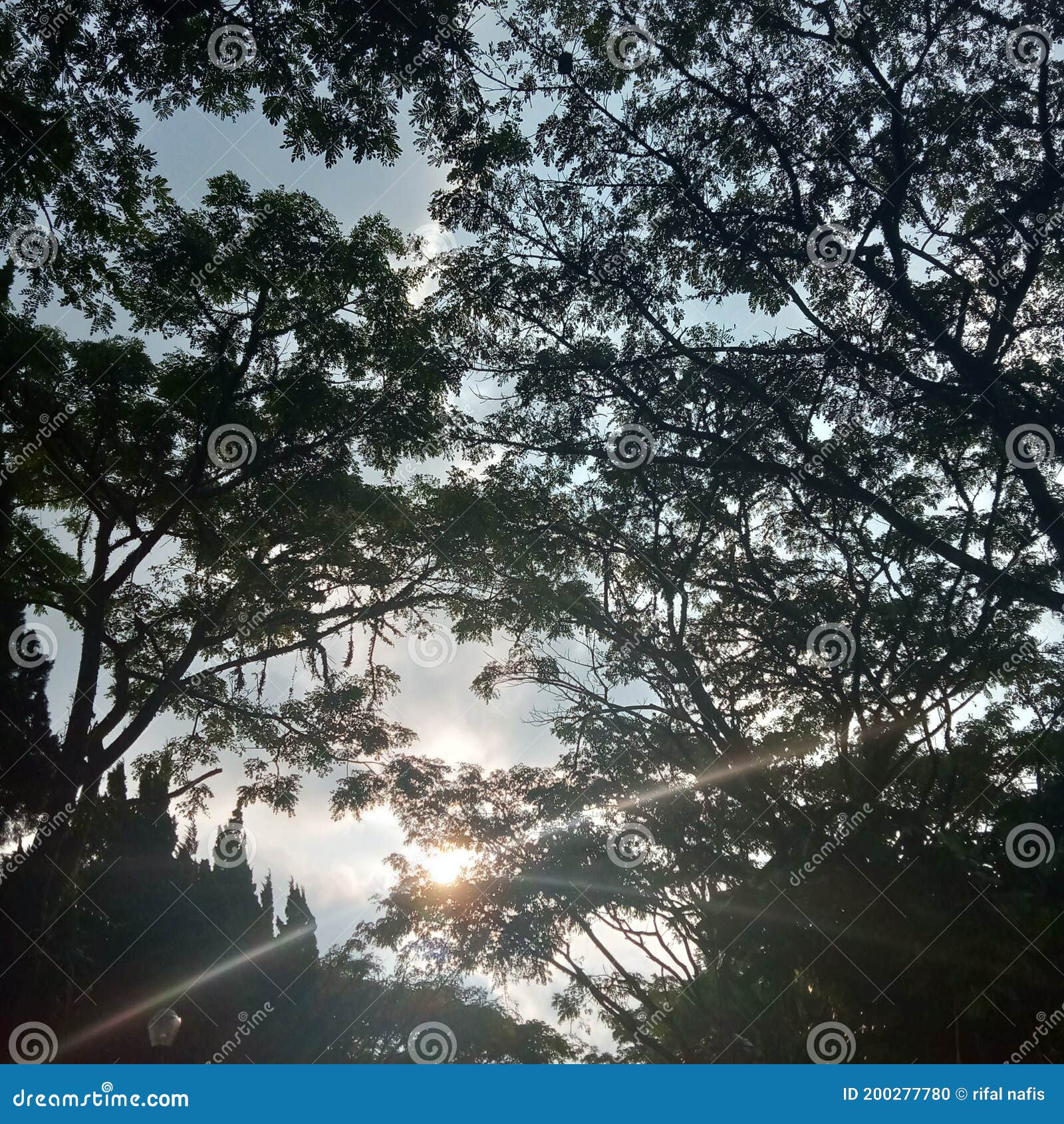 Sun Tree Cloud Nature View Leaf Stock Photo - Image of nature, forest ...