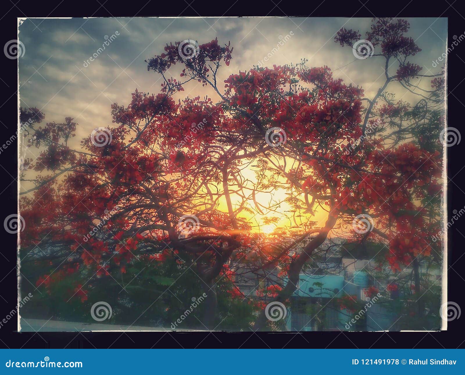 Sun and tree stock photo. Image of combinations, sunlight - 121491978