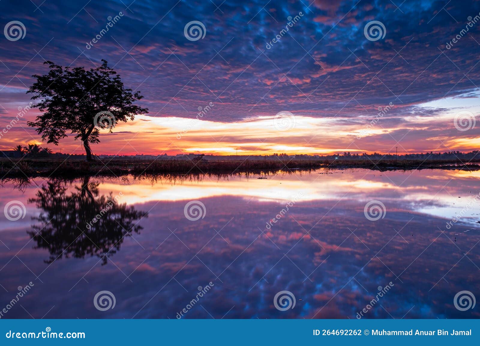 Sun and Tree in Lake with Nature Background Stock Photo - Image of ...